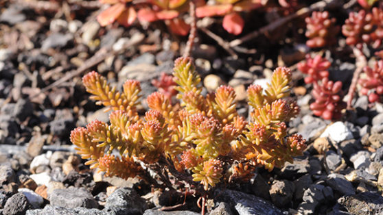 Sedum Sexangulare 1 C Green Roof Plants Emory Knoll Farms Emory