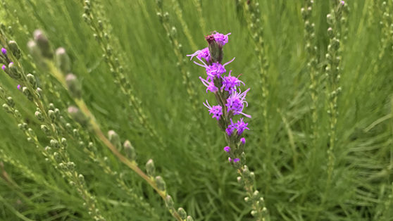 Liatris microcephala 1 (c) Green Roof Plants - Emory Knoll Farms Emory ...